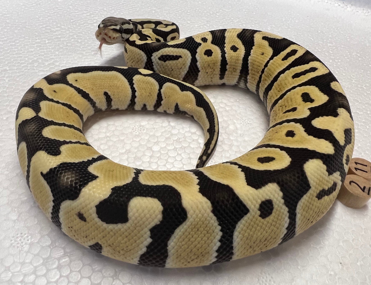Pastel Desert Ghost Ball Python by D & Jo's Ball Pythons - MorphMarket