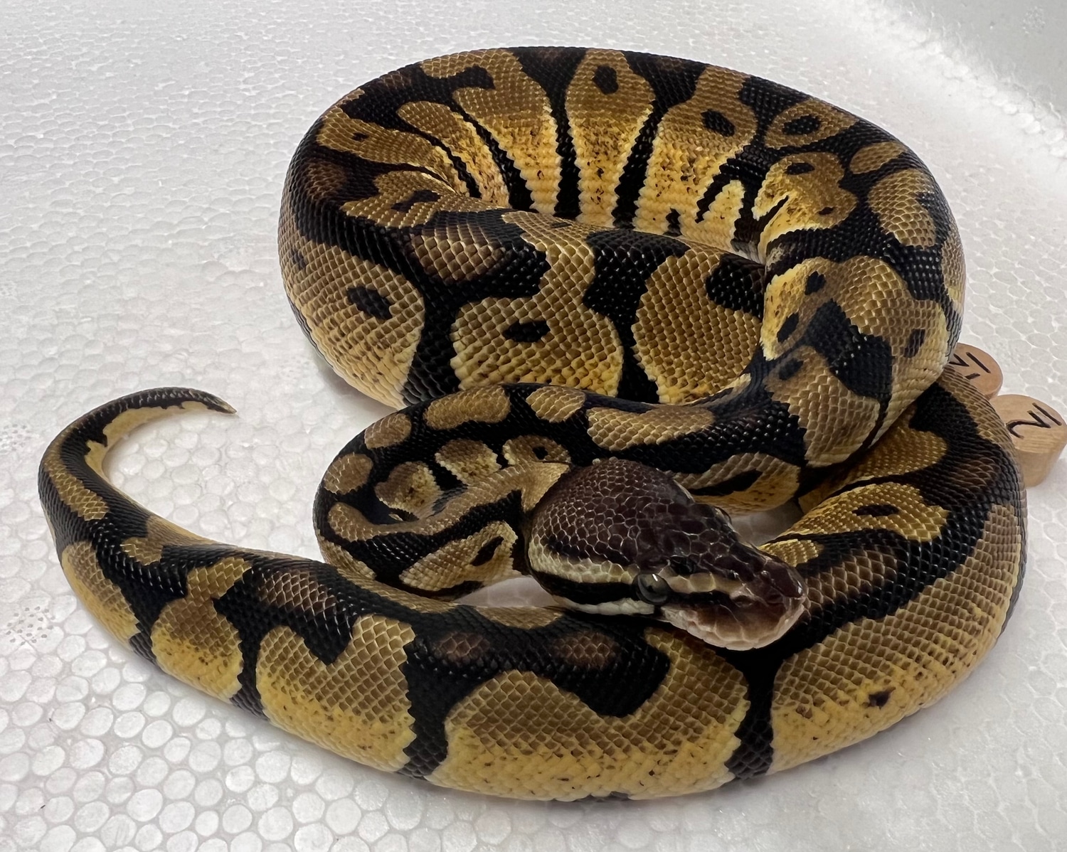 PASTEL 100% Het DESERT GHOST Ball Python by D & Jo's Ball Pythons ...