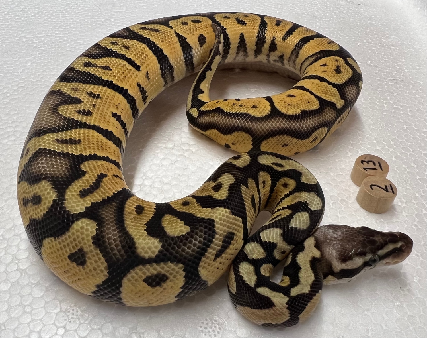 FIREFLY 100% Het DESERT GHOST Ball Python by D & Jo's Ball Pythons ...