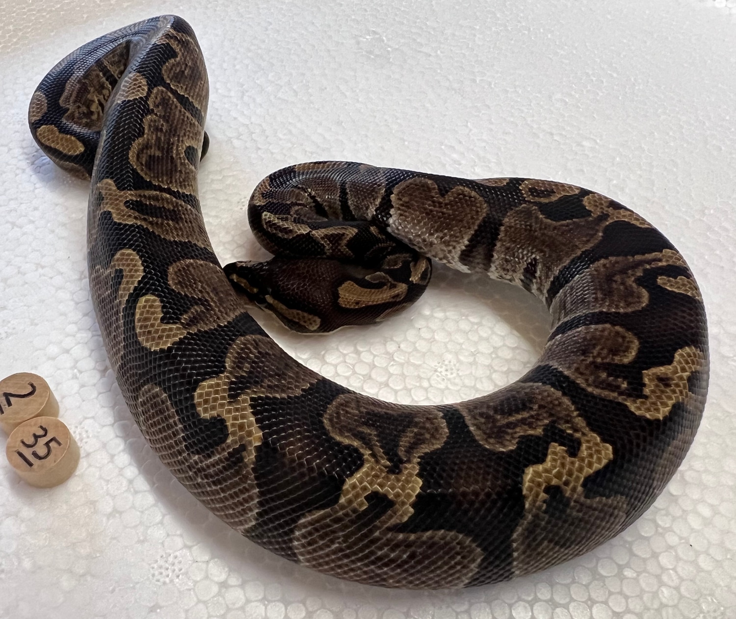 GHI Ball Python by D & Jo's Ball Pythons - MorphMarket