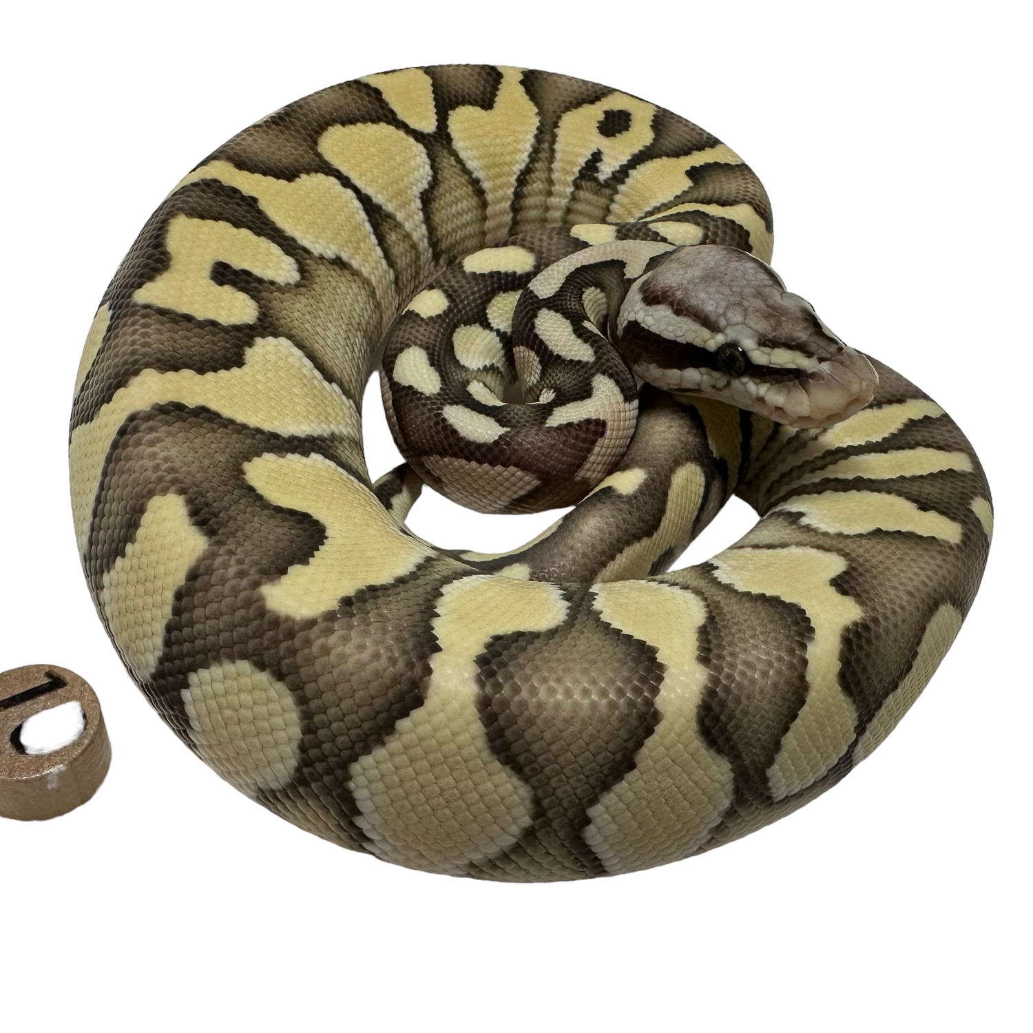 Pastel Lesser Desert Ghost Ball Python by D & Jo's Ball Pythons ...