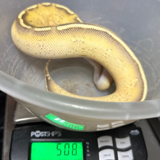 Freeway Coffee Lucifer Pastel Mojave Enchi Ball Python by D & Jo's Ball ...