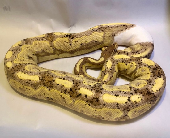 Coral Glow Black Pastel Pied Ball Python by D & Jo's Ball Pythons