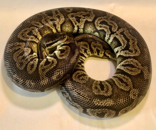 Pewter Het Desert Ghost Ball Python by D & Jo's Ball Pythons
