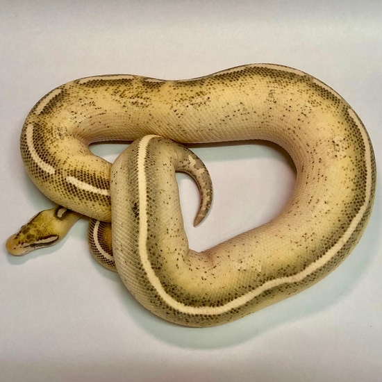 Multi Gene Freeway Combo Ball Python by D & Jo's Ball Pythons