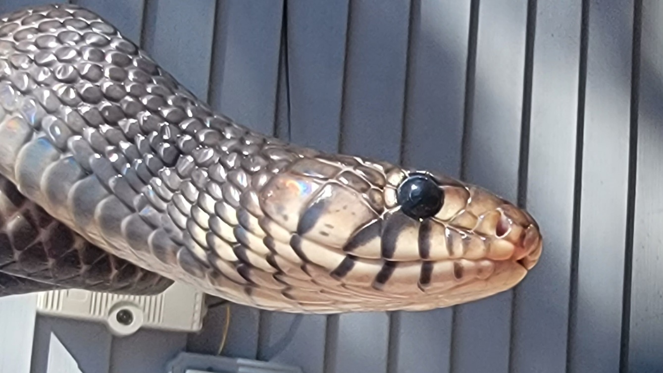 Mexican Indigo Indigo Snake by DB Exotics - MorphMarket