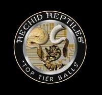 Rechid Reptiles - MorphMarket