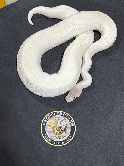 Blue Eyed Lucy (BEL) Ball Python by Rechid Reptiles