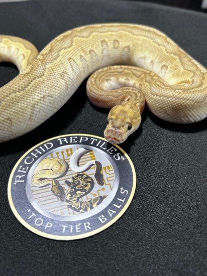 Leopard Lesser Clown Ball Python by Rechid Reptiles