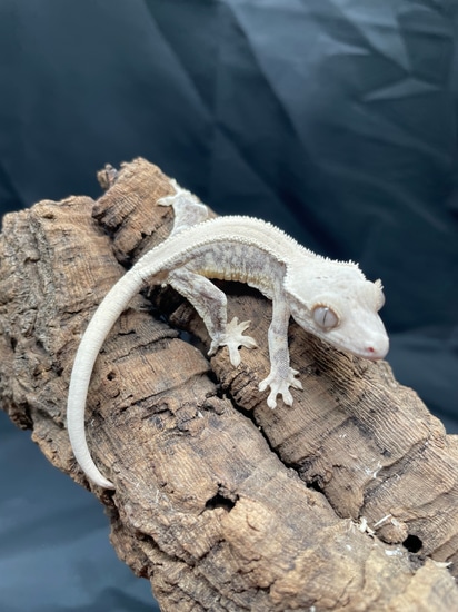 Lilly White Empty Back Crested Gecko by Rechid Reptiles