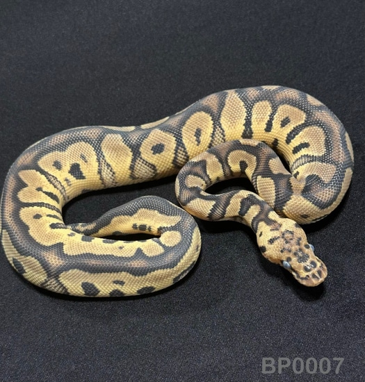 1.1 Pair Pastel Clown Het Albino Het Pied And Triple Het Female Ball ...