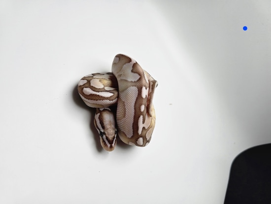 Axanthic Banana Ball Python by DJ Reptilesss