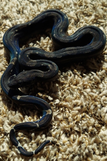 Black Devil Male Boa Constrictor by XXICenturyWarriorReptiles (Soul ...