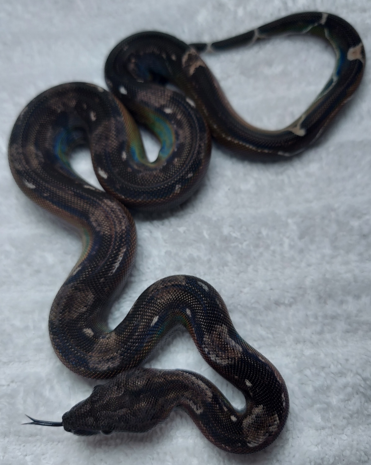 Black Devil Male Boa Constrictor by XXICenturyWarriorreptiles (Soul ...