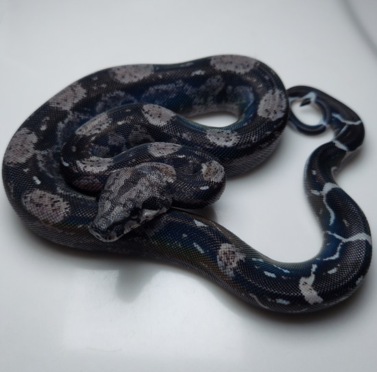 Black Devil Male Boa Constrictor by XXICenturyWarriorReptiles (Soul ...