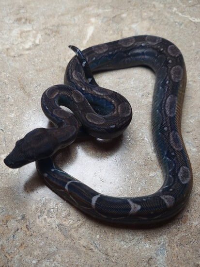 Black Devil Male 2 Boa Constrictor by XXICenturyWarriorReptiles (Soul ...