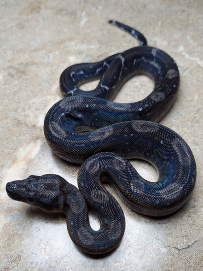 Black Devil Male 4 Boa Constrictor by XXICenturyWarriorreptiles (Soul ...