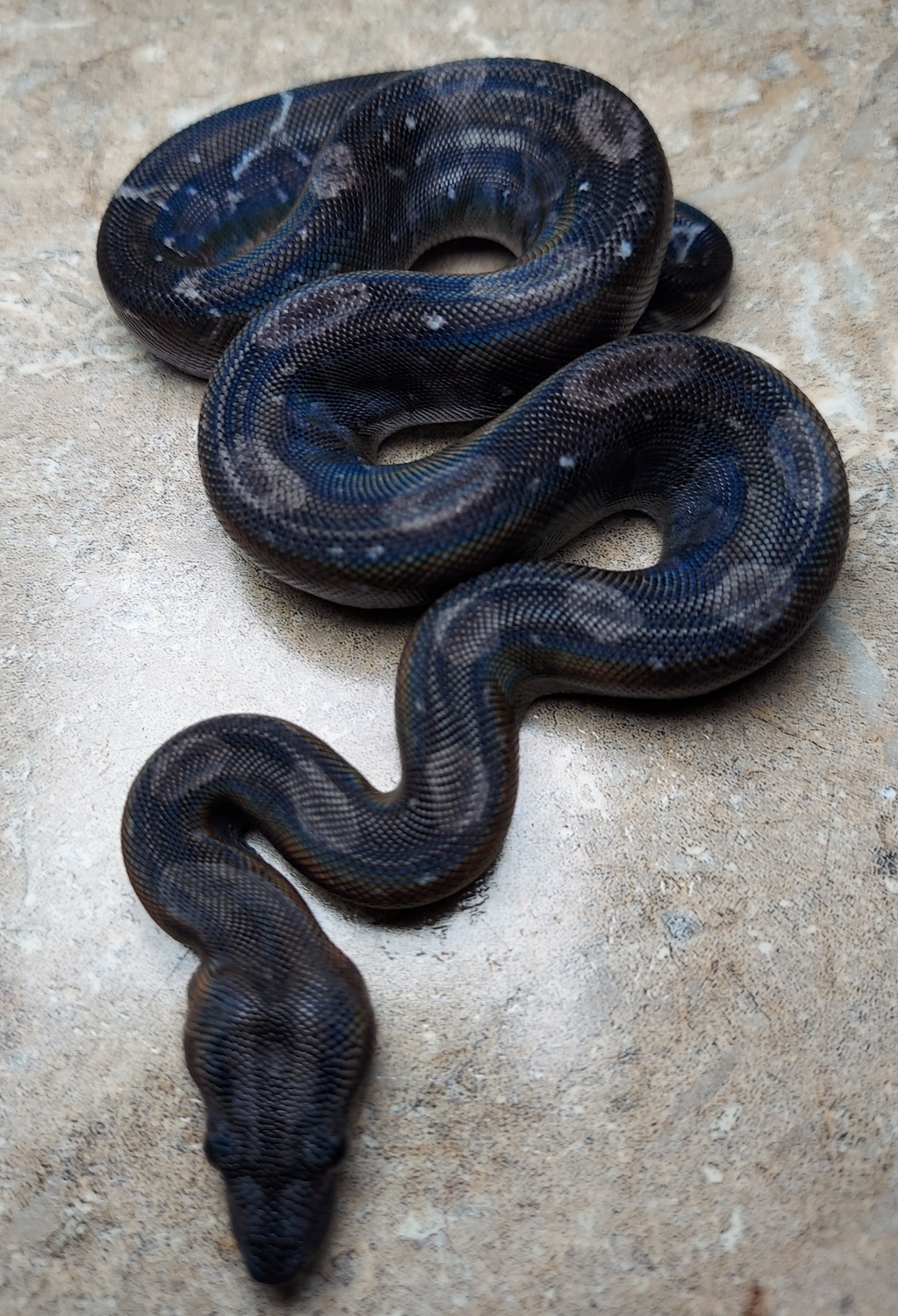 Black Devil Male 4 Boa Constrictor by XXICenturyWarriorreptiles (Soul ...