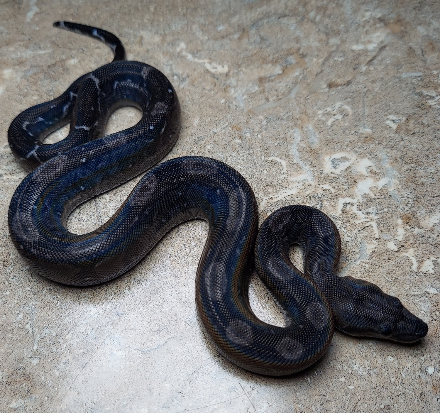 Black Devil Male (4) Boa Constrictor by XXICenturyWarriorreptiles (Soul ...