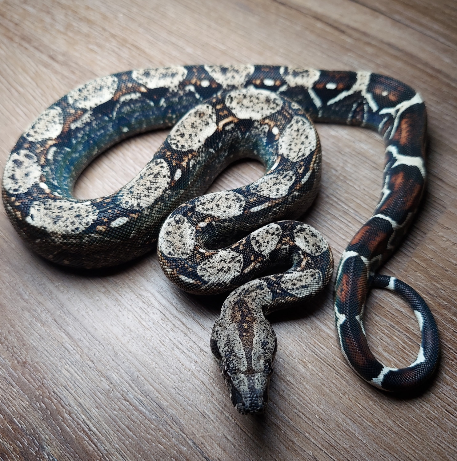 IMG Het Rdr BEA Aka Black Devil Boa Constrictor by ...