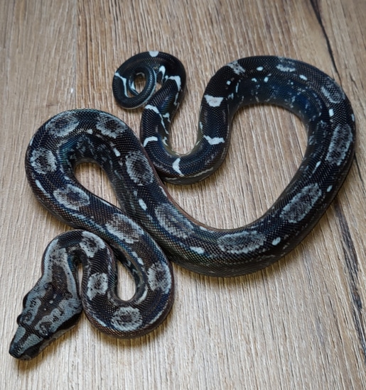 Black Devil Female 2 Boa Constrictor by XXICenturyWarriorReptiles (Soul ...