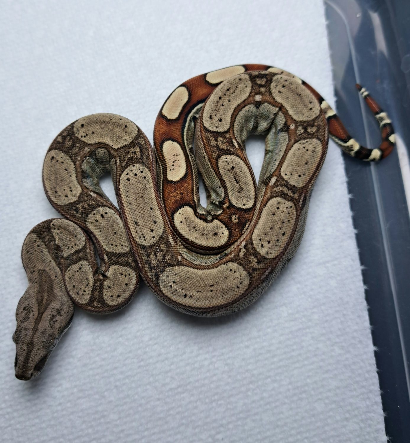 Roswell Ladder Tail Het Snow Boa Constrictor by ...