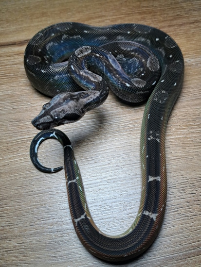 Black Devil Male (3) Boa Constrictor by XXICenturyWarriorReptiles (Soul ...
