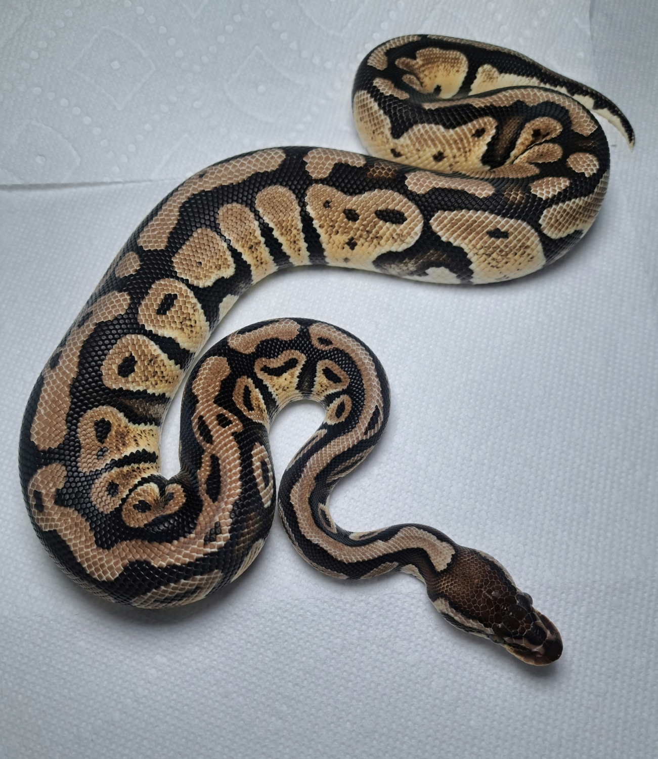 Pastel Double Het Tri Stripe/Hypo 50% Het Clown Ball Python by ...