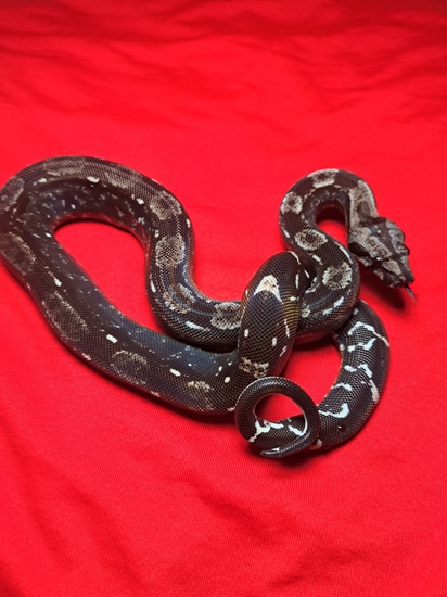 Black Devil Boa! Female2 Boa Constrictor by XXICenturyWarriorReptiles ...