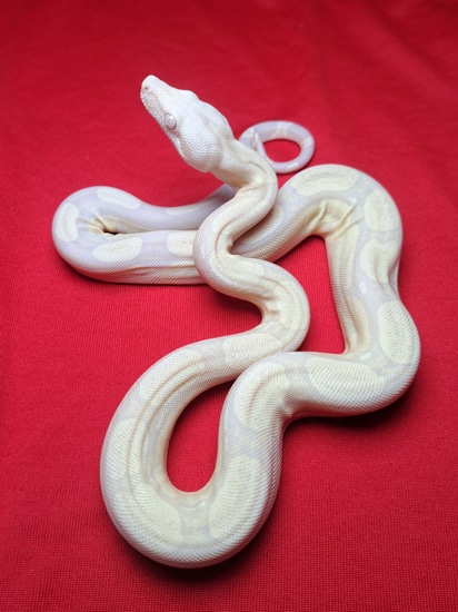 HOLIDAY SALE! ️Roswell Ladder Tail Kahl ️ Boa Constrictor by ...