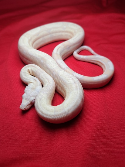 Sale ! Roswell Ladder Tail Snow (Poss Moonglow)? Boa Constrictor by ...
