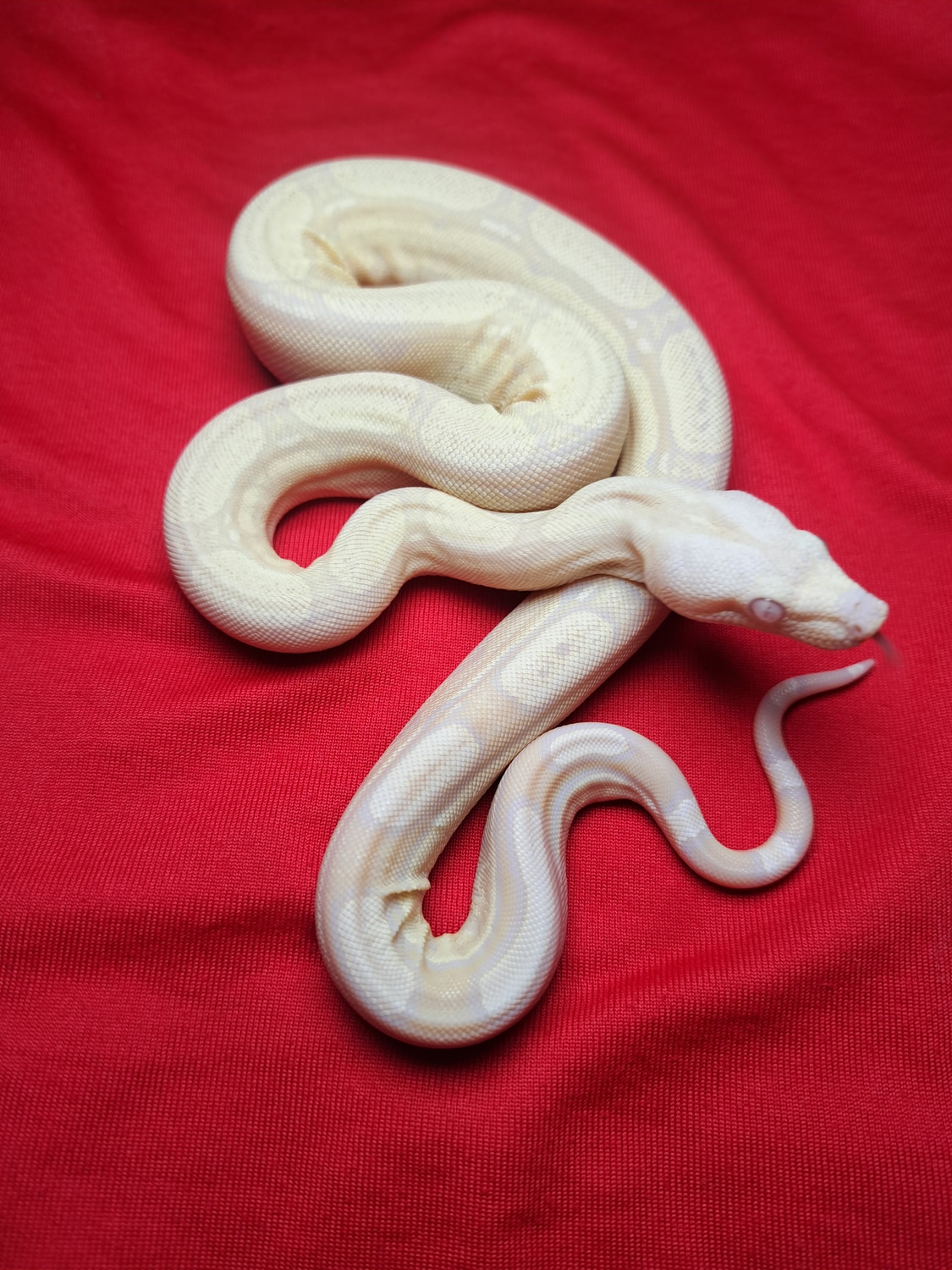 Roswell Ladder Tail Snow Poss Moonglow? ️ Boa Constrictor by ...