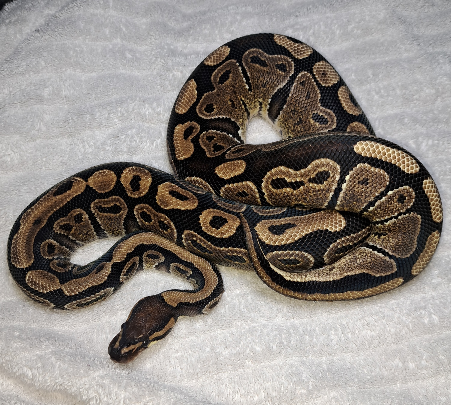 Double Het Tri Stripe Hypo Pos Het Clown Ball Python by ...