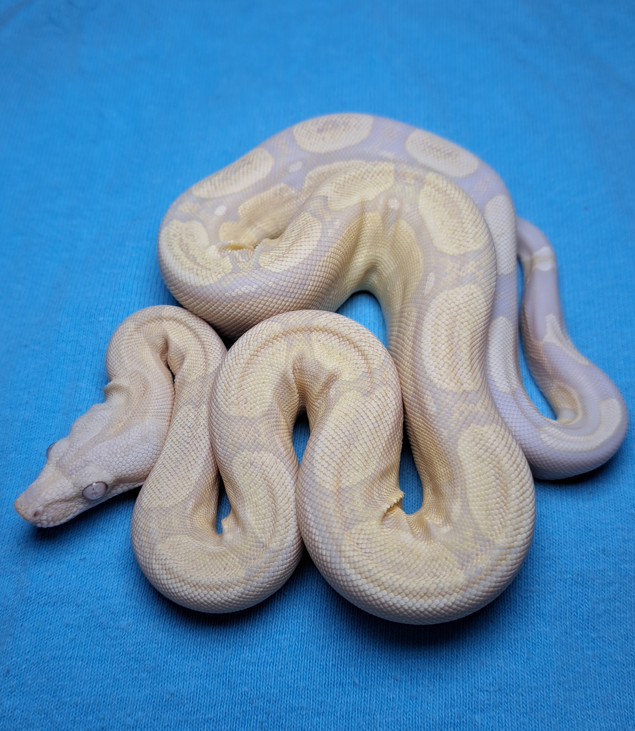 Roswell Ladder Tail Kahl Snow Male Boa Constrictor by ...