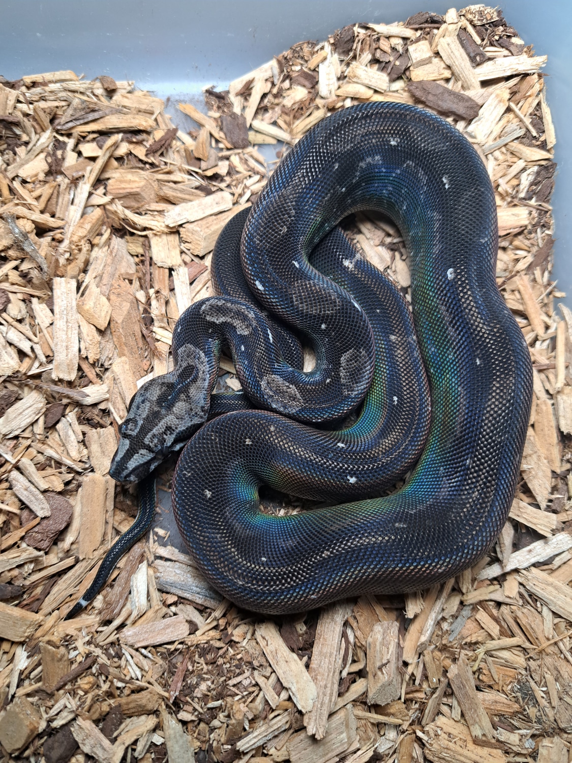 Black Devil Male Boa Constrictor by XXICenturyWarriorreptiles (Soul ...