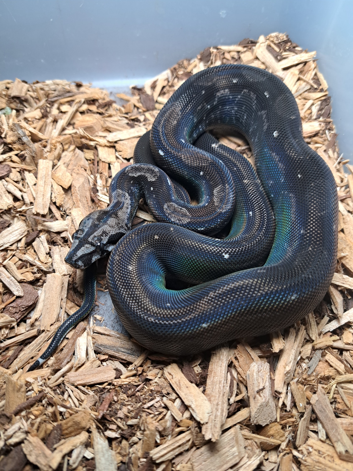 Black Devil Male Boa Constrictor by XXICenturyWarriorreptiles (Soul ...