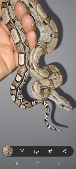 Anery Roswell Ladder Tail Het Kahl Snow Boa Constrictor by ...