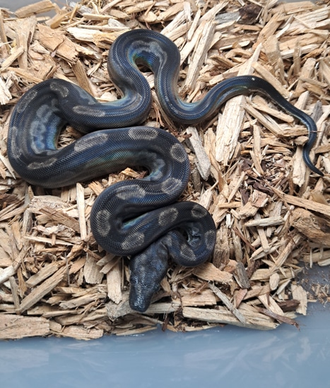 IMG Motley Het Black Devil Boa Constrictor by XXICenturyWarriorReptiles ...