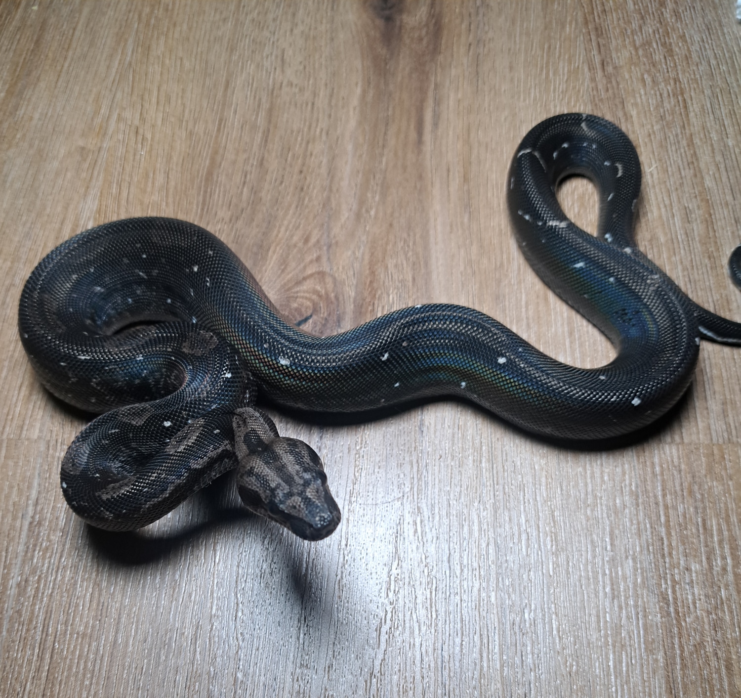 Black Devil Male (4) Boa Constrictor by XXICenturyWarriorreptiles (Soul ...