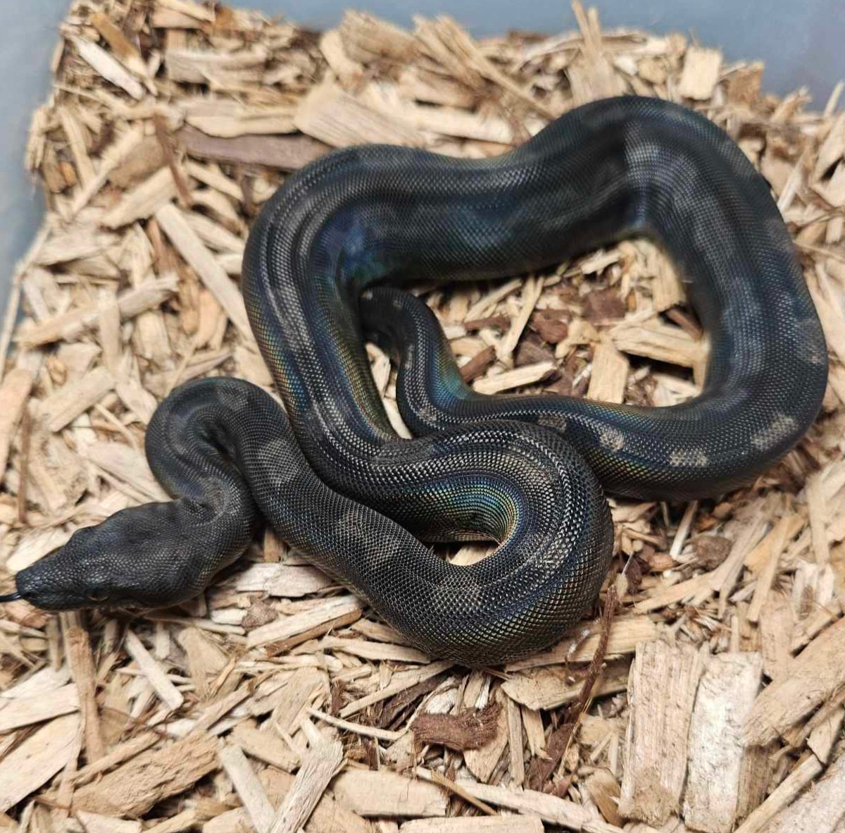 IMG Keywest Motley Het Black Devil Boa Constrictor by ...