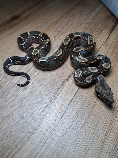 IMG Het Black Devil Boa Constrictor by XXICenturyWarriorReptiles (Soul ...