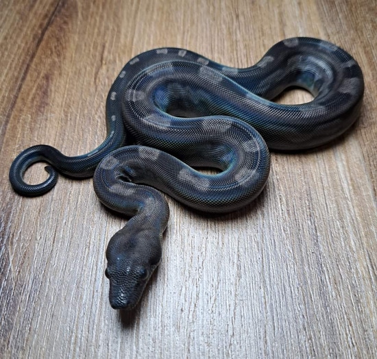 IMG Keywest Motley Het Black Devil Boa Constrictor by ...