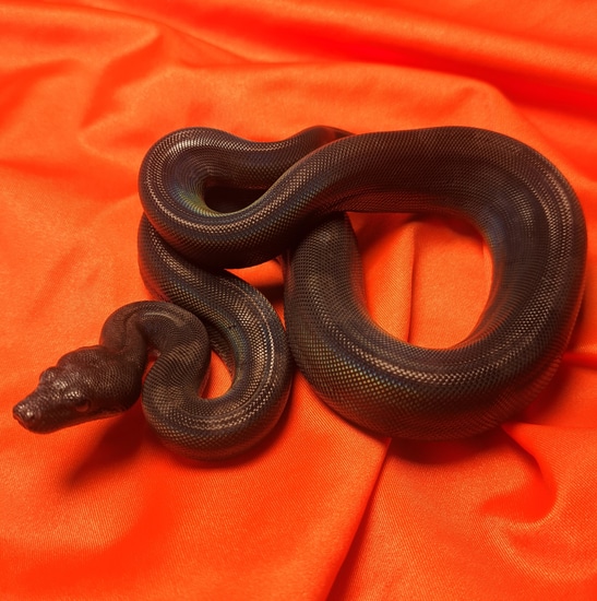 IMG Motley Het Black Devil Boa Constrictor by XXICenturyWarriorReptiles ...