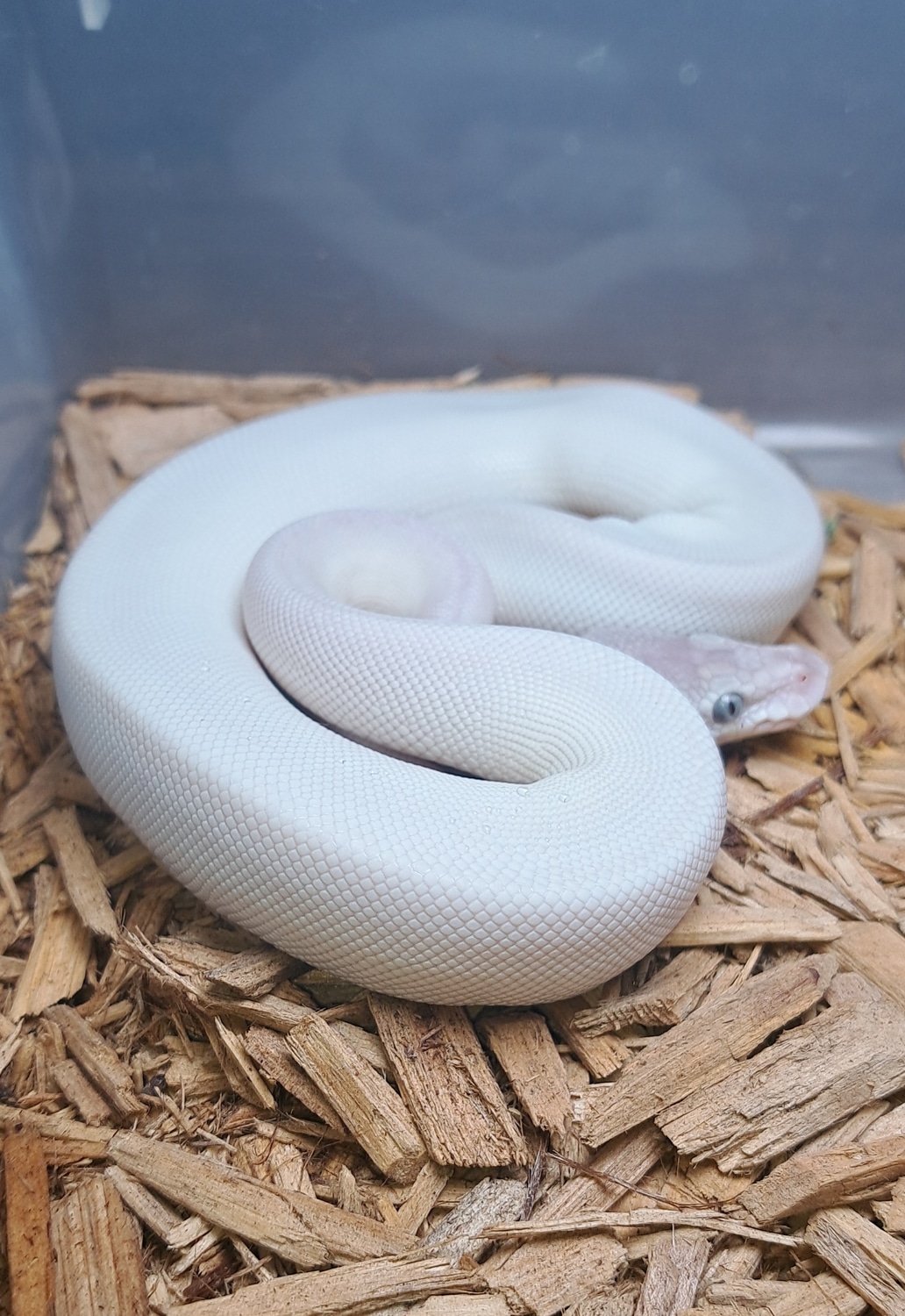 Blue Eyed Lucy Ball Python by XXICenturyWarriorreptiles (Soul Collector ...