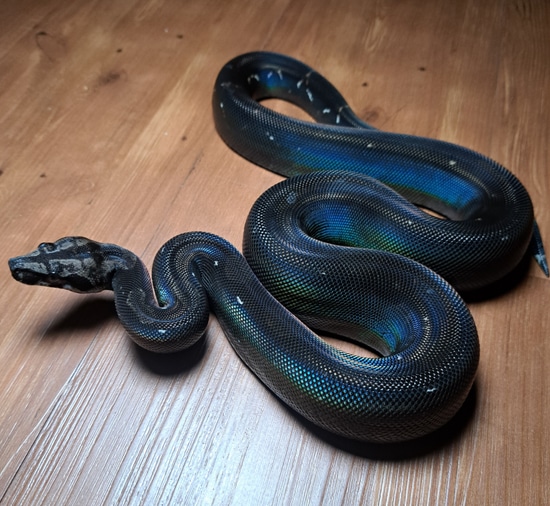 Black Devil Male Boa Constrictor by XXICenturyWarriorReptiles (Soul ...