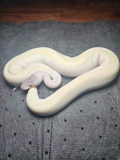 Blue Eyed Lucy Ball Python by XXICenturyWarriorReptiles (Soul Collector)