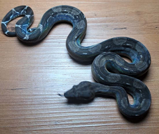 Black Devil Boa Constrictor by XXICenturyWarriorReptiles (Soul Collector)