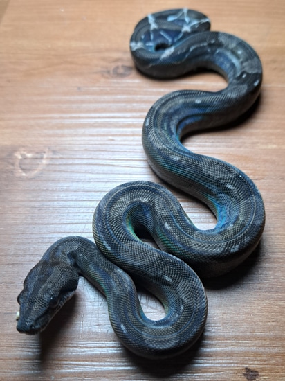 Black Devil Boa Constrictor by XXICenturyWarriorReptiles (Soul Collector)