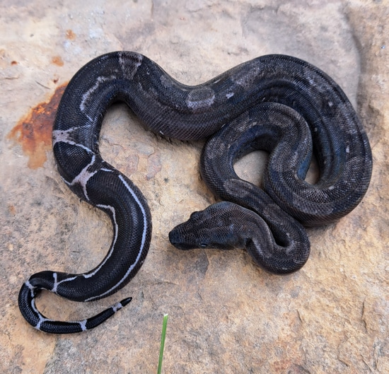 Black Devil Female Boa Constrictor by XXICenturyWarriorReptiles (Soul ...