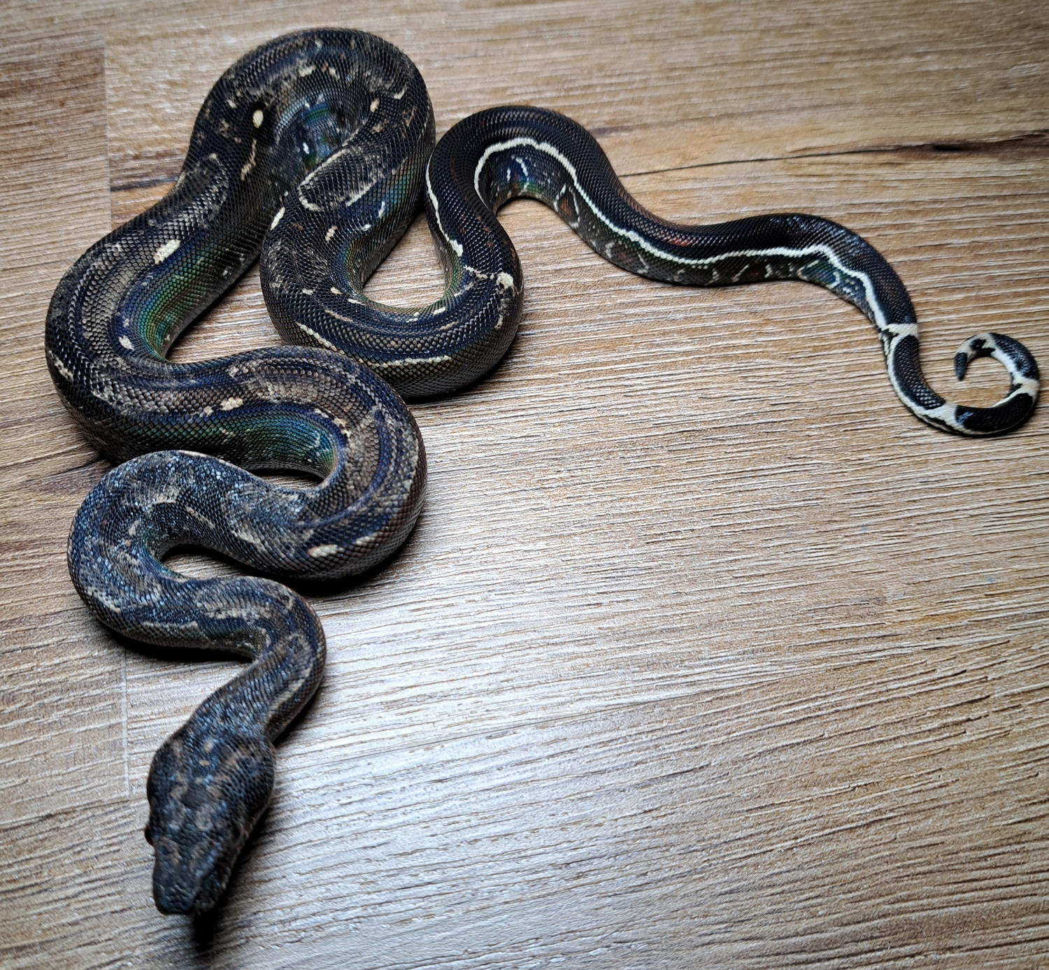IMG Triple Het Black Devil+Leopard+Kahl Albino